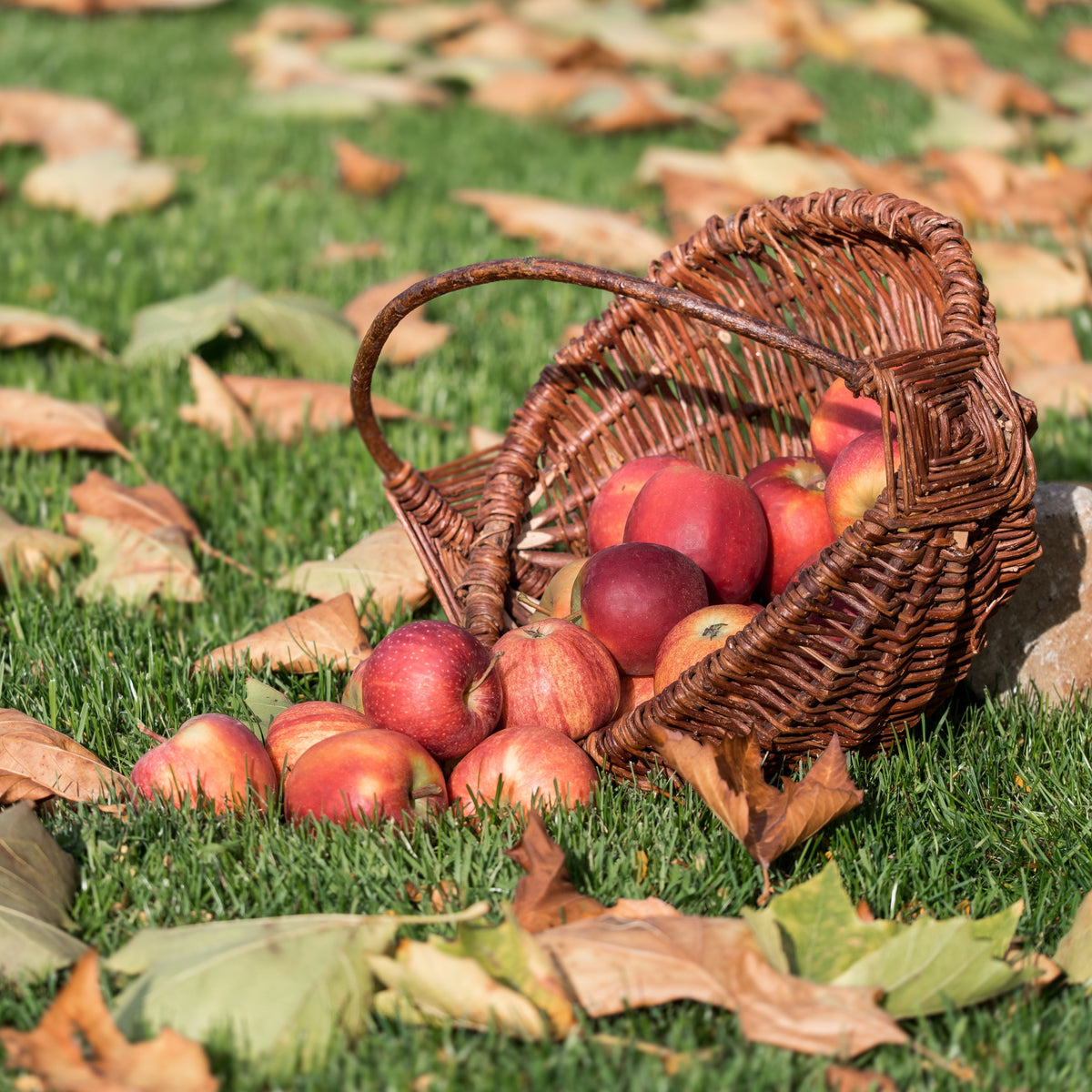 Apples – UdderlyDeliciousNYC